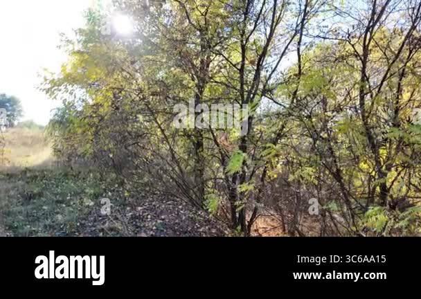 long shadows from trees. sun through branches. tall trees. natural ...