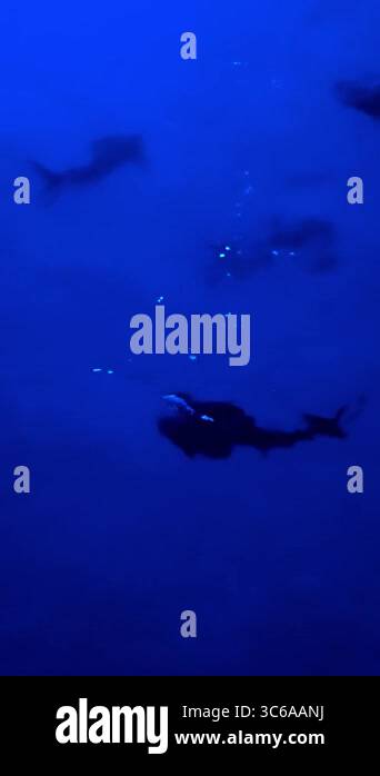 Close-up. night, in the moonlight, in the sea, large fish swim Stock ...