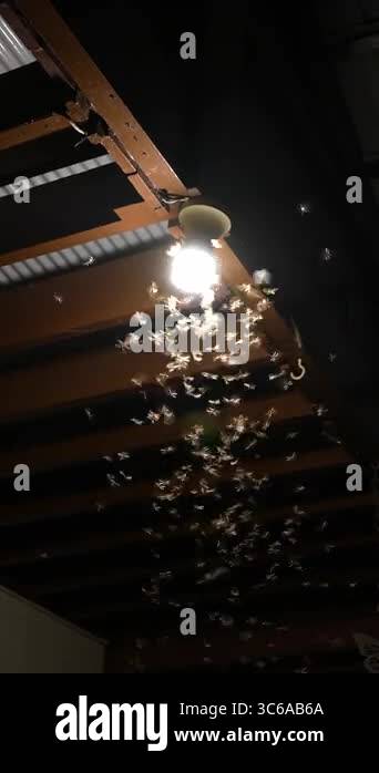 A Whisper of Moths Flying to Electric Light at Night. Vertical Footage ...