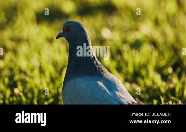 Close up of a pigeon walking outside on a green blurred background ...