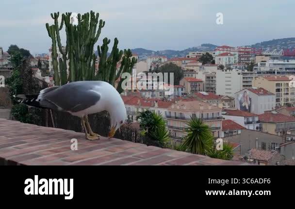 Close up of a seagull on a fence with the skyline of Cannes, France in ...