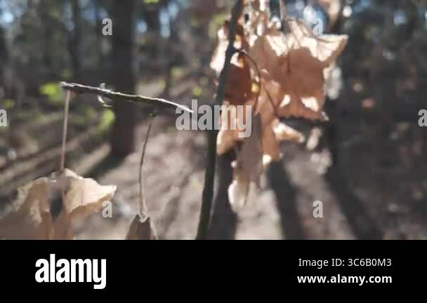 forest nature. different elements of forest nature. vegetation in the ...