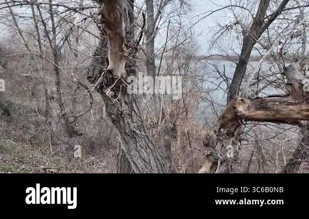 decrepit branches of an old tree. old rotten stump. hollow in a tree ...