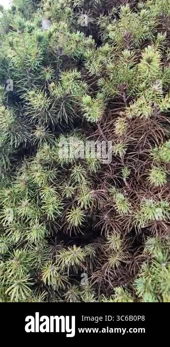 Coniferous tree close-up. Soft needles. Pine needles. Man touching a ...