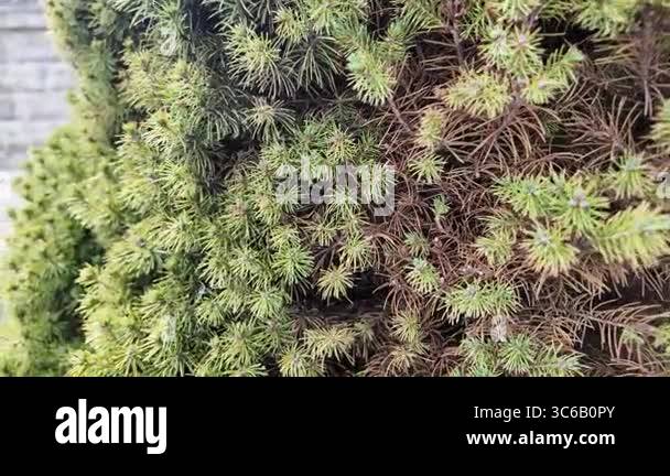 Coniferous tree close-up. Soft needles. Pine needles. Man touching a ...