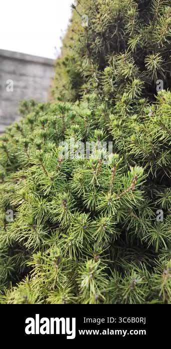 Coniferous tree close-up. Soft needles. Pine needles. Man touching a ...