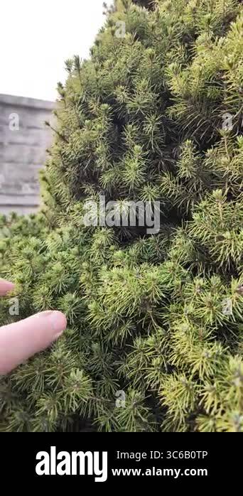 Coniferous tree close-up. Soft needles. Pine needles. Man touching a ...