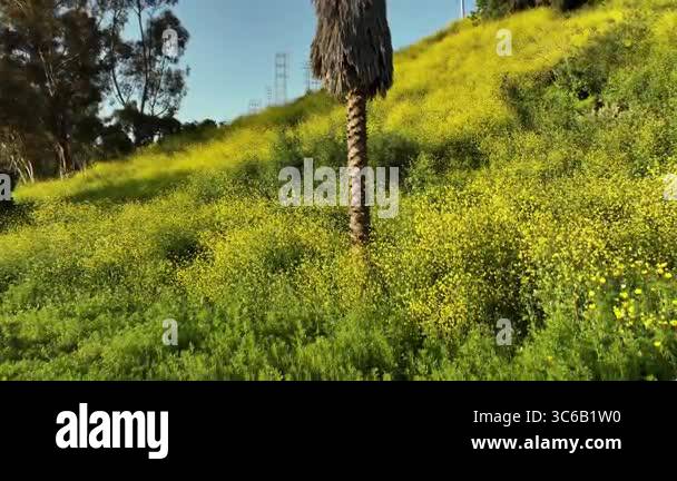 California Super Bloom Mustard Flowers Palm Trees Crane Jib L in ...