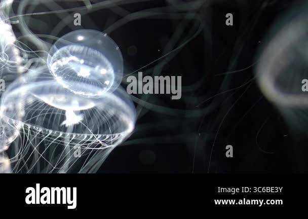 Jellyfish Crystal Jelly Floating Extreme Closeup of Aequorea Victoria ...