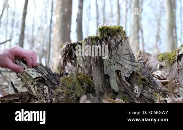 A human hand easily breaks a rotten stump. Decomposition of wood in the ...