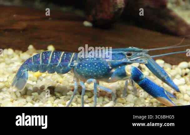 Blue Crayfish. Latin name - Procambarus alleni Stock Video Footage - Alamy