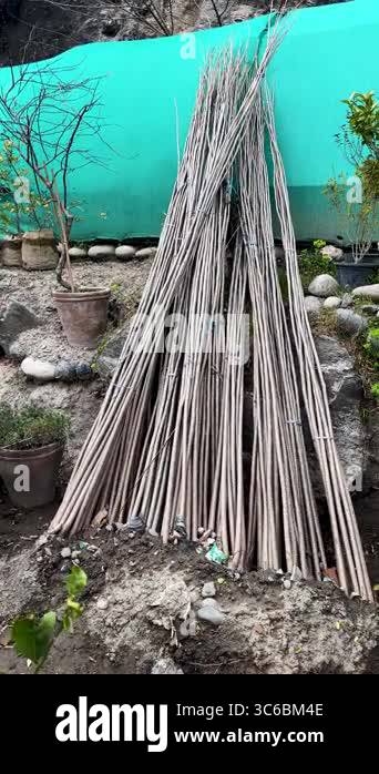 Bundle of Poplar Tree Saplings Ready for Plantation Stock Video Footage ...