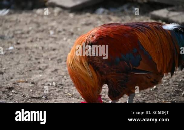 rooster with red crest Stock Video Footage - Alamy