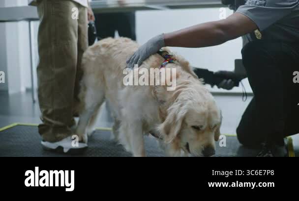 Airport Terminal: Traveler with Golden Retriever Dog at Security ...