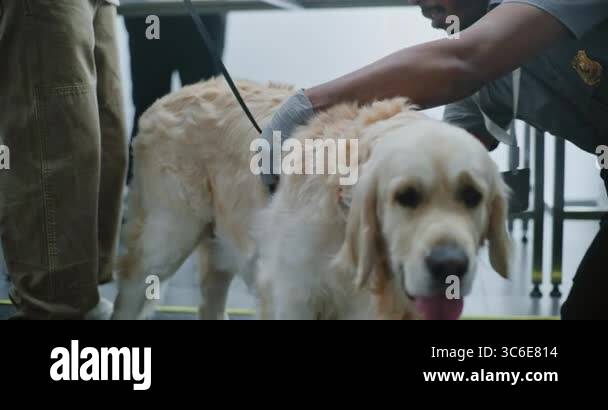 Passenger with Pet During Screening Process in Airport Terminal ...