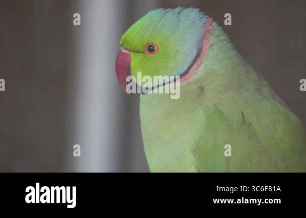 Parrot eye closeup beautiful Stock Videos & Footage - HD and 4K Video ...