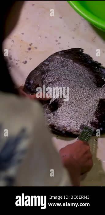 Chef Using Scissors To Cut Out The Fish . tie asian flatfish fins cook ...