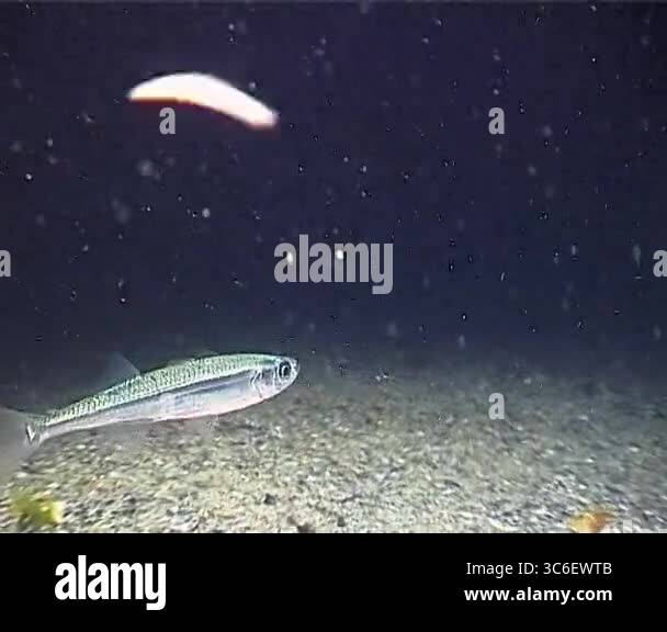 Atherina pontica, Black Sea big-scale sand smelt, Ukraine Stock Video ...