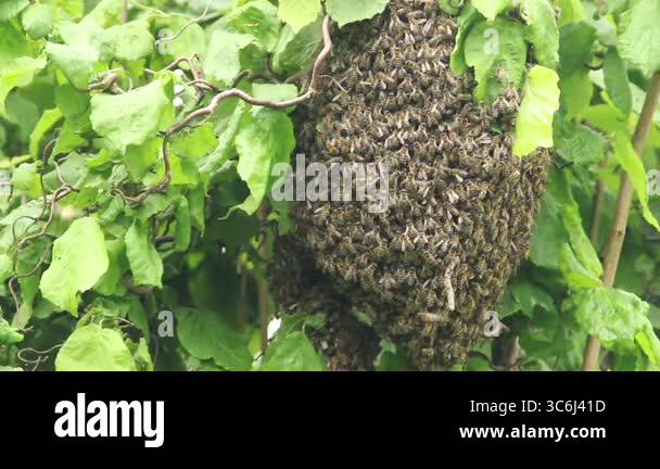 Swarm of bees clustered on the limb of a bush Stock Video Footage - Alamy