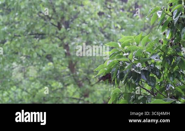 Spring rain. Weather. With sound Stock Video Footage - Alamy