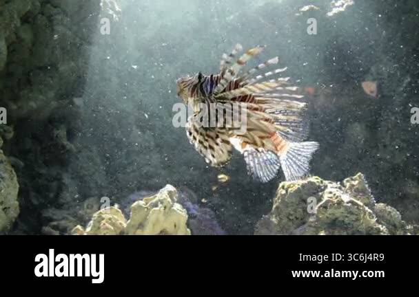 Lionfish, Red firefish (Pterois volitans Stock Video Footage - Alamy