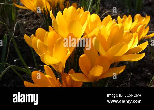 Orange crocus flowers in close-up on the ground. Spring, nature ...