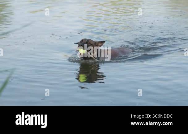 Belgian Shepherd Dog Swims in Water with Ball Toy in His Teeth, Slow ...
