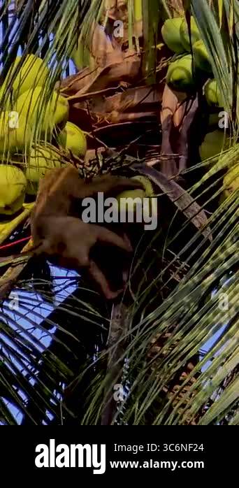 In the vibrant setting of Thailand, playful monkeys expertly climb a ...
