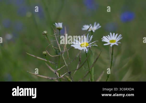 Vibrant close-up of two daisy flowers in a green field, perfect for ...