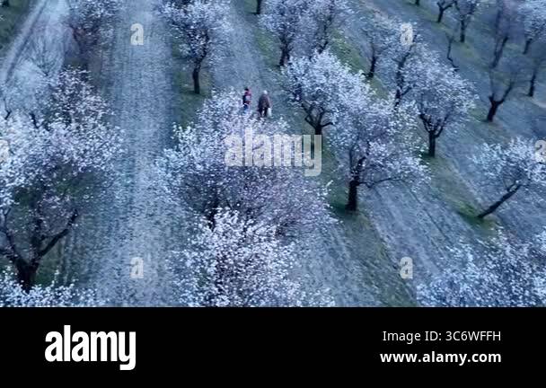 Almond orchards in spring bloom. Blooming almond trees in spring ...