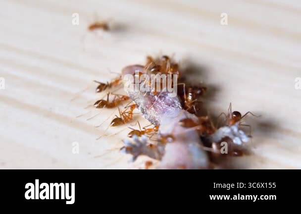A group of red ants eating a dead lizard on a ceramic tile Stock Video ...