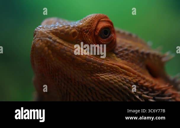 A close-up video showcasing the intricate scales and vibrant colors of ...