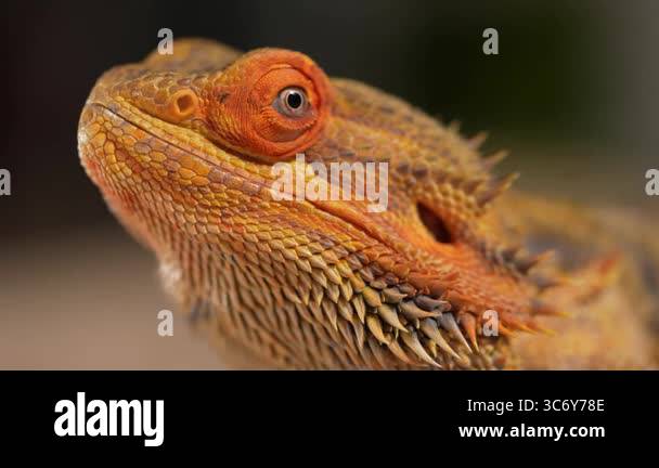 A detailed close-up of a bearded dragon agave, showcasing its unique ...