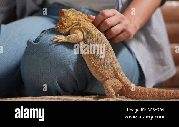 A bearded dragon agave is comfortably resting on a persons lap while ...