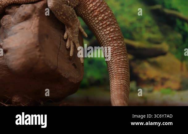 A close-up video capturing a reptile climbing on a tree, showcasing its ...