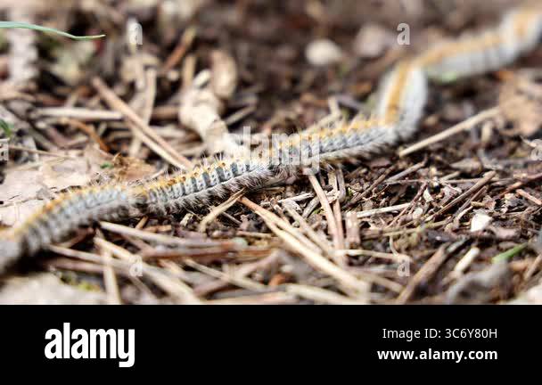 processionary caterpillars are advancing in line Stock Video Footage ...