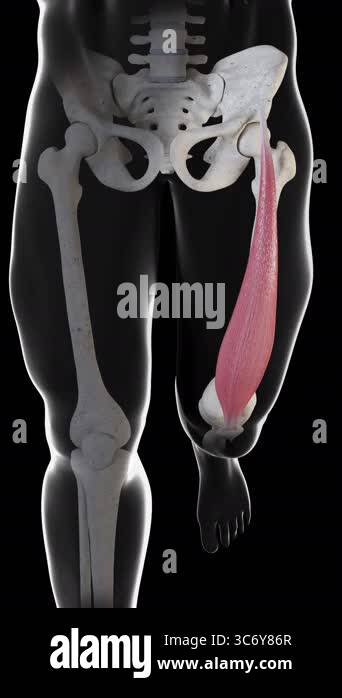 This 3d animation shows a front view of the rectus femoris muscle ...