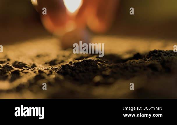 Hands gently push seeds into warm, rich soil, preparing for a ...