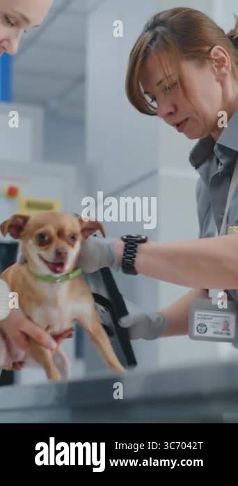 Airport Terminal: Woman with Chihuahua at Security Checkpoint. Female ...