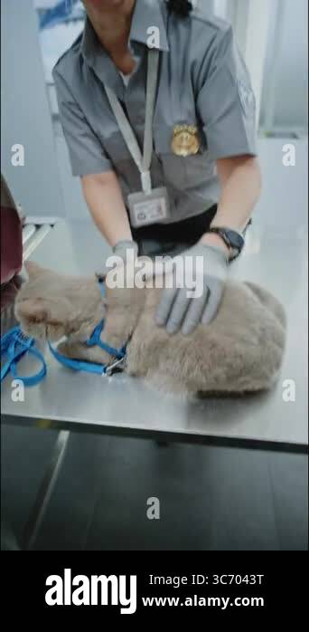 Airport Terminal: Pet at Security Checkpoint. Female Security Officer ...