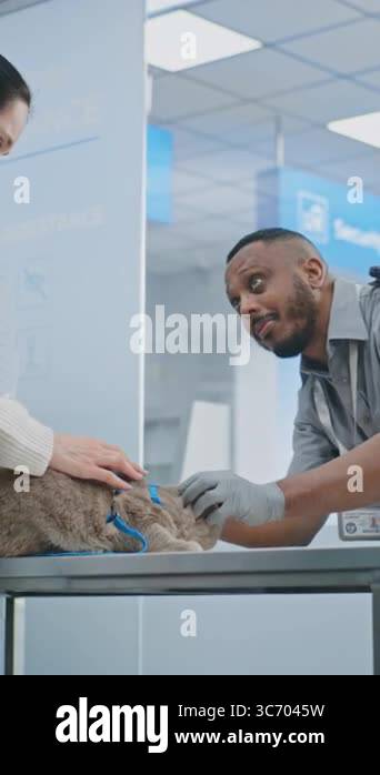 Woman with Pet During Screening in Airport: African American TSA ...