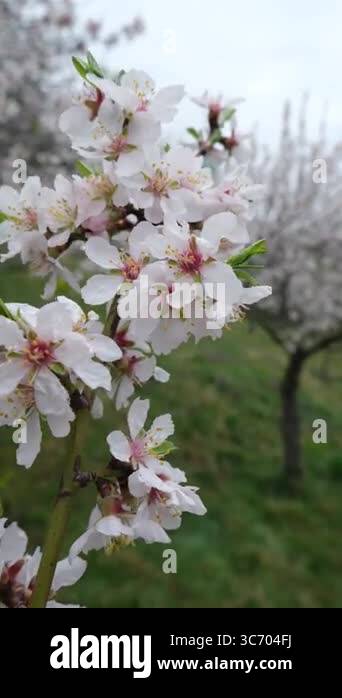 Beautiful almond flowers are blooming vibrantly in serene landscapes ...