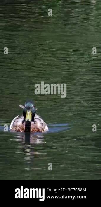 Wild duck swims on the lake and looks for food under water. Wild duck ...