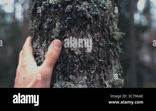Hand touching tree in forest. Nature, environment eco concept. High ...
