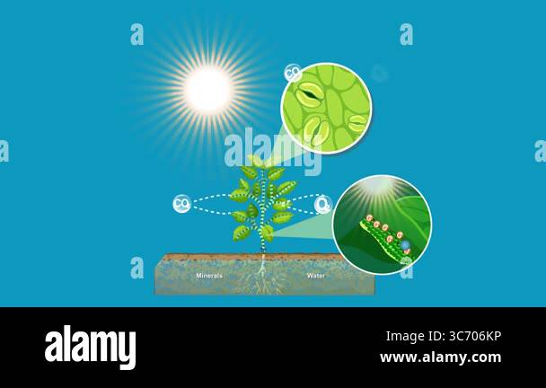 Photosynthesis equation Stock Videos & Footage - HD and 4K Video Clips ...