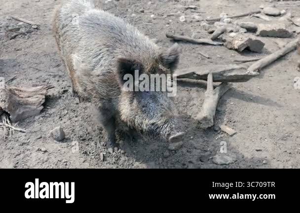 The wild boar (Sus scrofa) attack cameraman at zoo Stock Video Footage ...