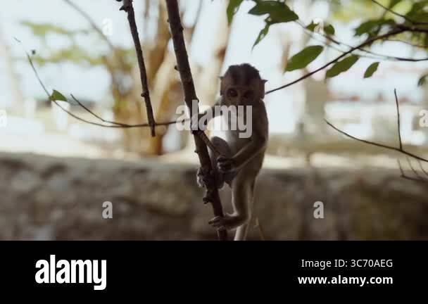A mischievous young monkey holds and nibbles on a tree branch, set ...