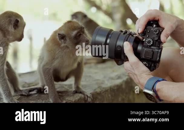 Man interacting with a monkey Stock Videos & Footage - HD and 4K Video ...