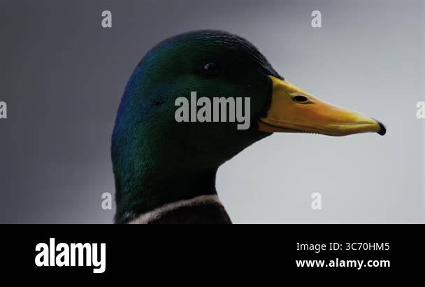 A male mallard duck is resting quietly by the waters edge, showcasing ...