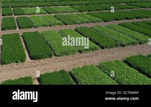Field of Ukraine, cultivation of crops, young sprouts , food, Aerial ...